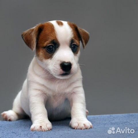 Джек Рассел терьер