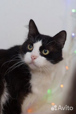 Скромный,застенчивый кот Мишаня