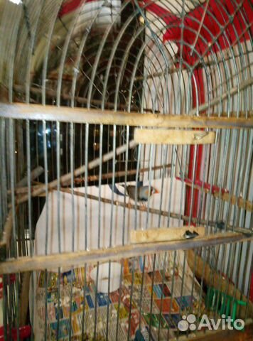 Вьюрковый ткач амадин (мальчик)