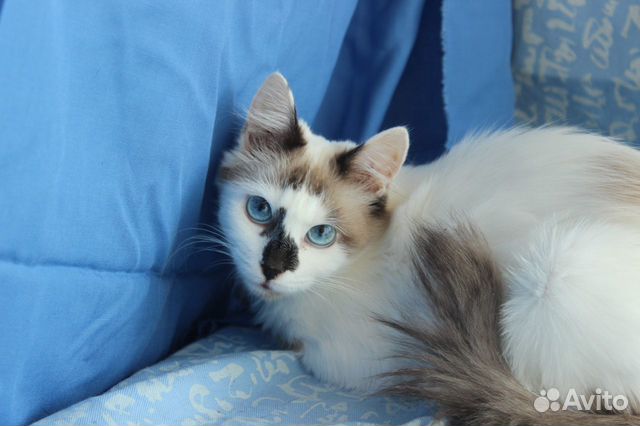 Ищет дом невероятная красавица Пушинка