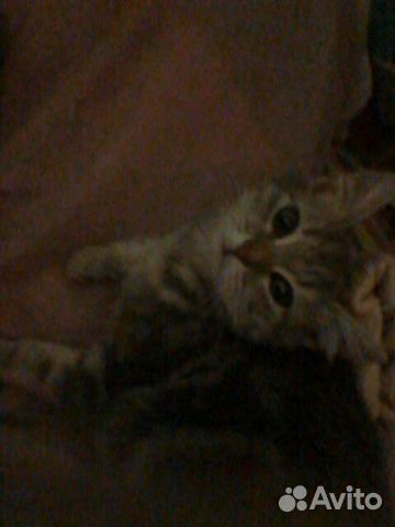 Продаю бриташку