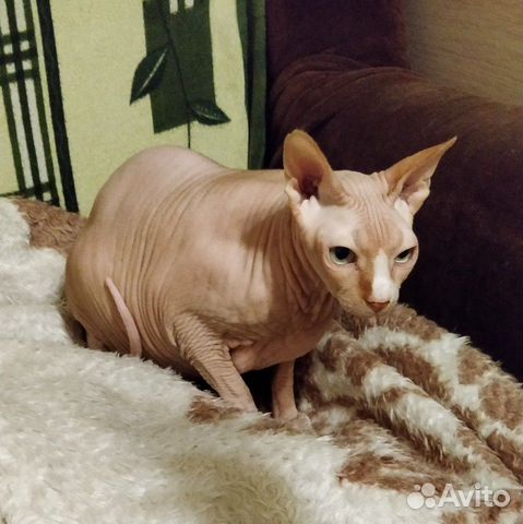 Канадский сфинкс