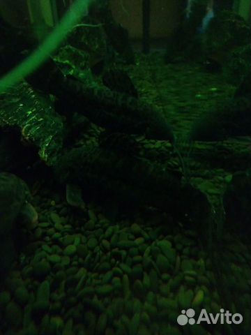 Отдам 7 сомов. Бесплатно