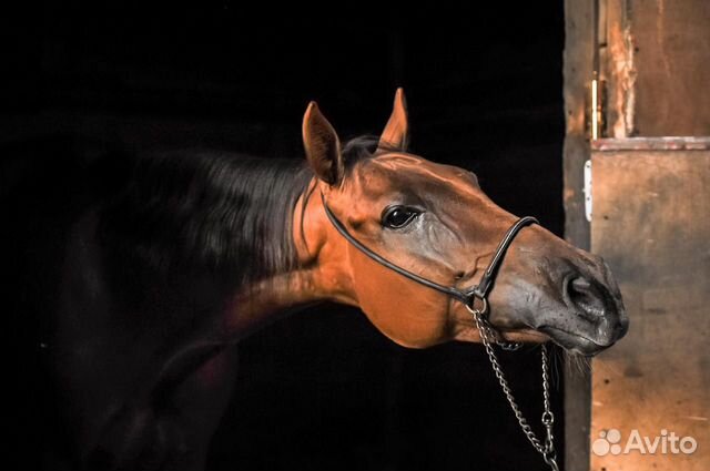 Сдам в поларенды лошадь