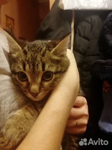 Киса Василиса в добрые руки