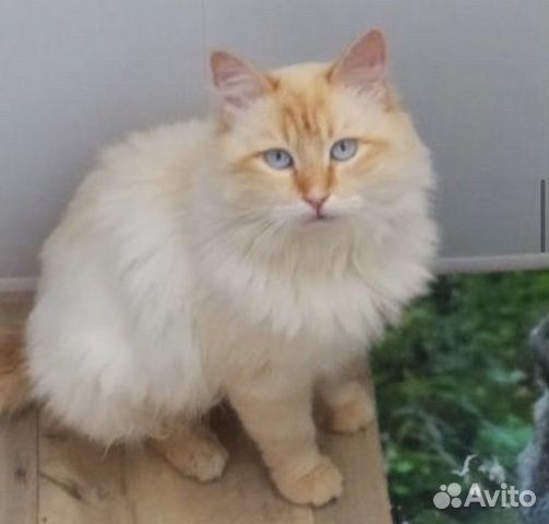 Рыжий кот Персик В добрые руки