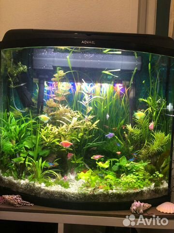 Аквариумные растения