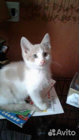 Персиковые котята