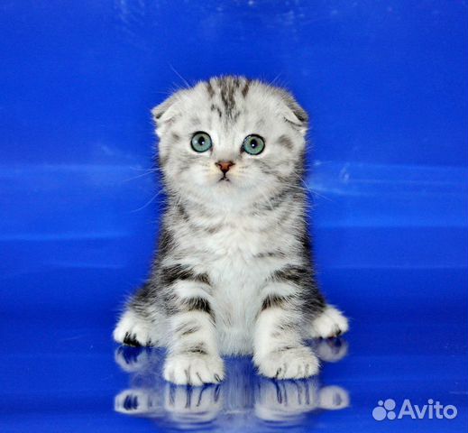 Шотландские котята - голубые и полосатые