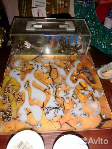 Муравьиная ферма