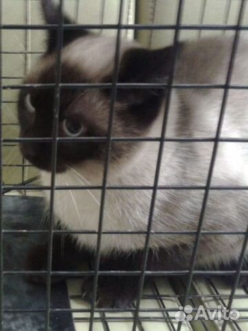 Таечка Тиффани ждет маму