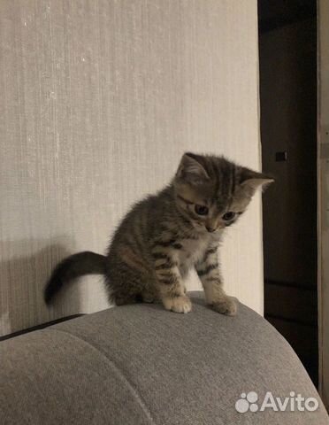 Шотландский котёнок(девочка)
