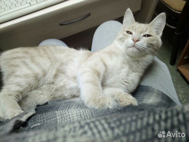 Котик ищет дом