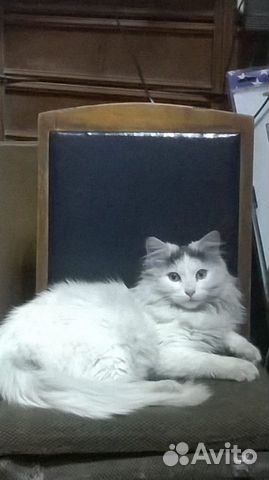 Красавец Котенок