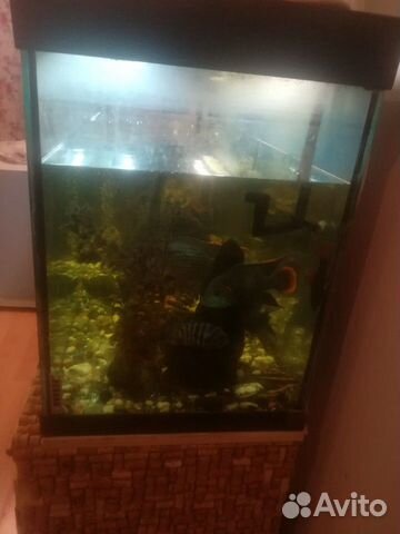 Аквариум