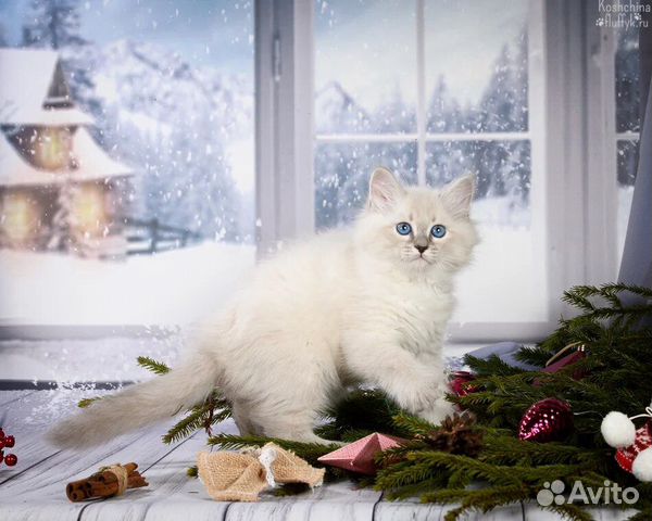 Котёнок породы Невская маскарадная