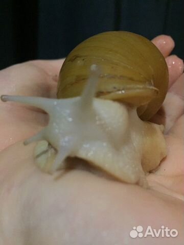 Улитка ахатина отдам в добрые руки