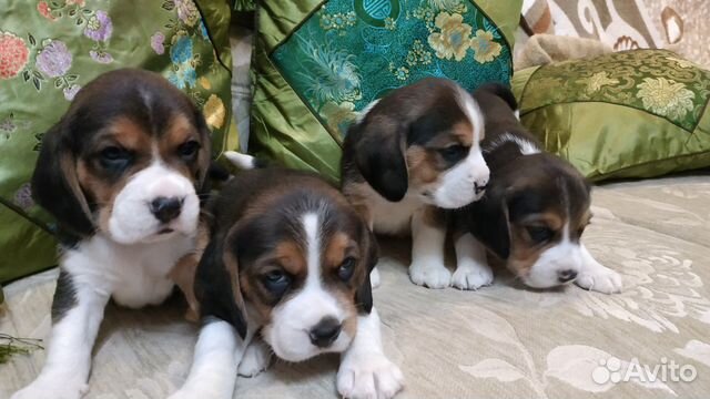 Девочки биглюшки