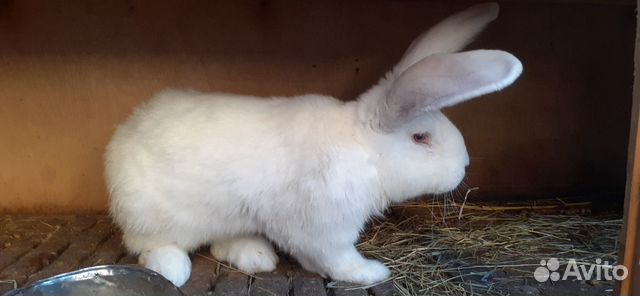 Продам Кроликов (самец и самка)