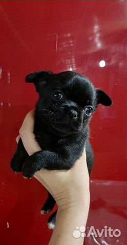 Чишки мальчишки