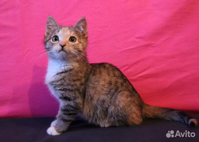 Очаровательный котёнок-девочка в дар