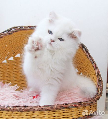 Британская серебристая затушеванная bs1133