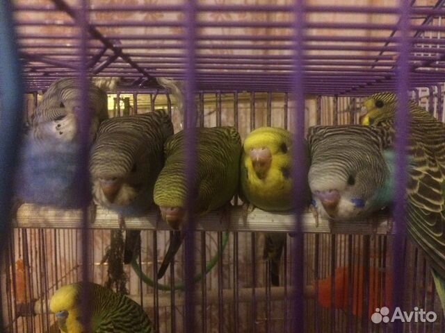 Птенцы волнистых попугайчиков