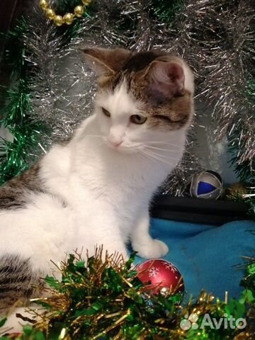 Котик Линус