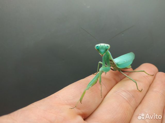 Самка богомола (Крым)