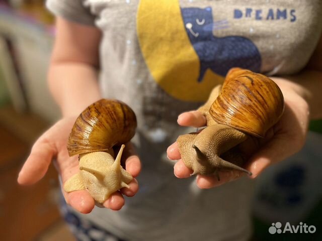 Улитки Архахатины