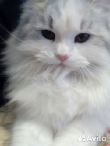 Милая кошечка ищет хозяев