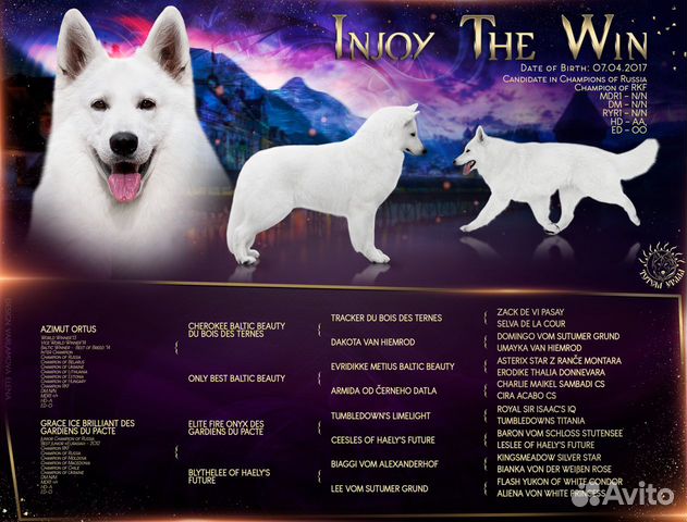 Кобель Белой швейцарской овчарки (бшо) для вязки