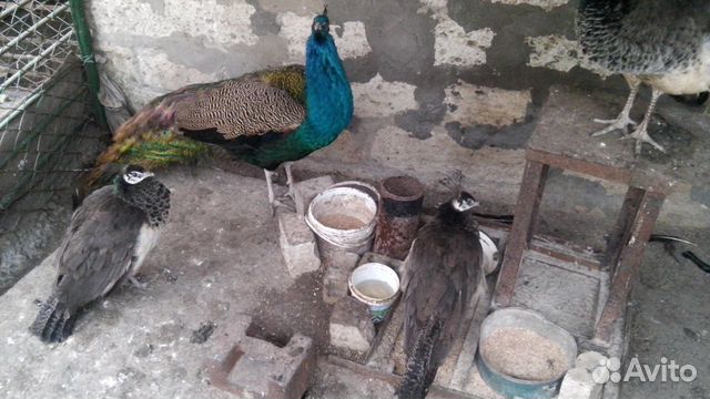 Птенцы Павлина