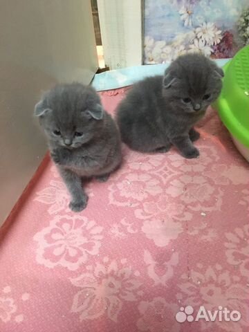 Шотландские котята