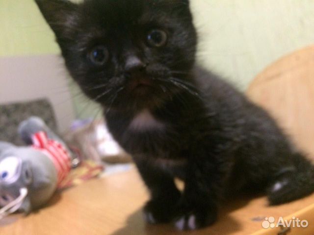 Почти черный котенок 1,2 мес