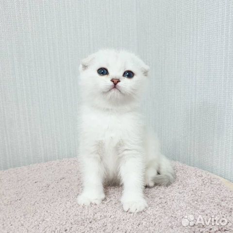 Вислоухий мальчик серебристая шиншилла