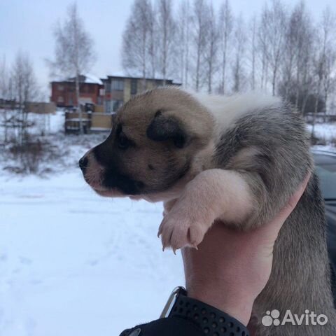 Метисы шарпея 4 чёрненьких мальчика И 2 беленьких