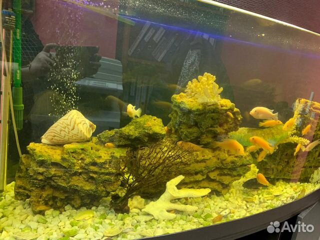 Аквариум с преданным