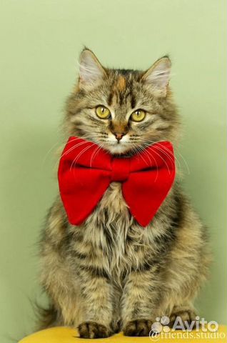 Отдам кошку котёнка в добрые руки