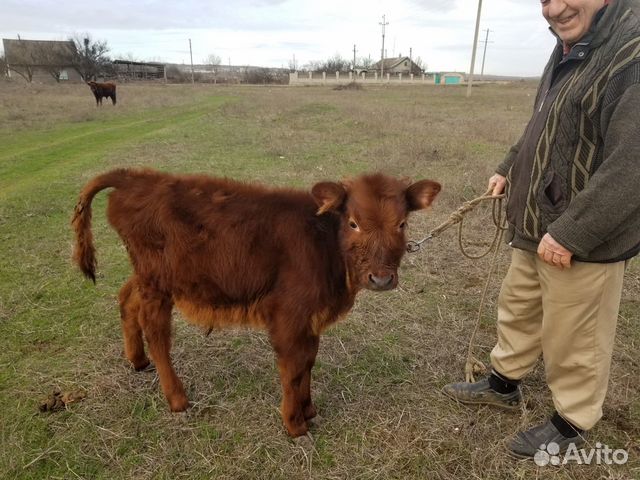 Продам быков