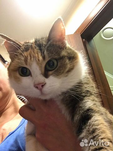 Кошка крысоловка отдаётся в частный дом