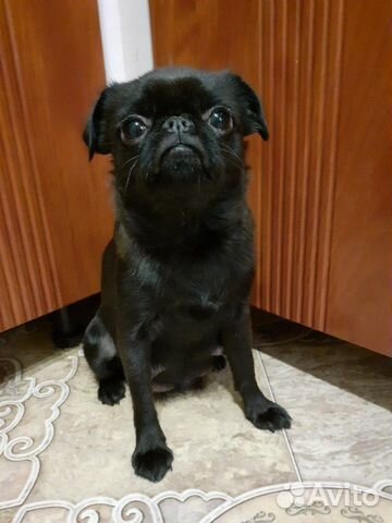 Пти брабансон