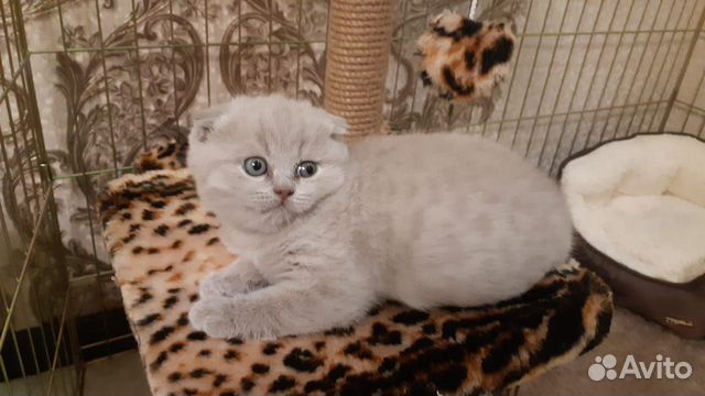 Кошка лиловая вислоухая