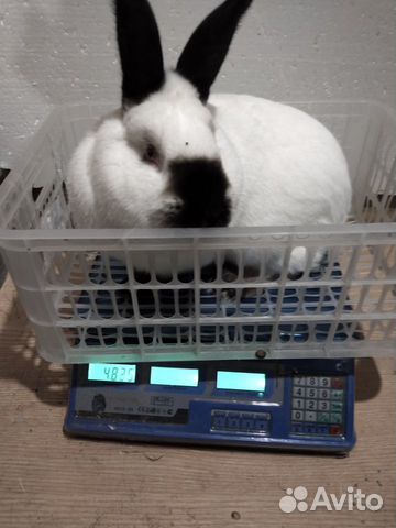 Крол калифорния