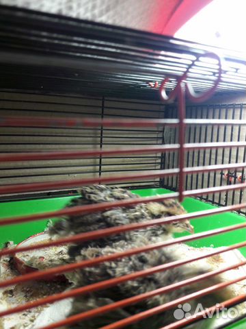 Отдам двух маленьких перепелят