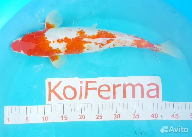 Карпы Кои с коифермы