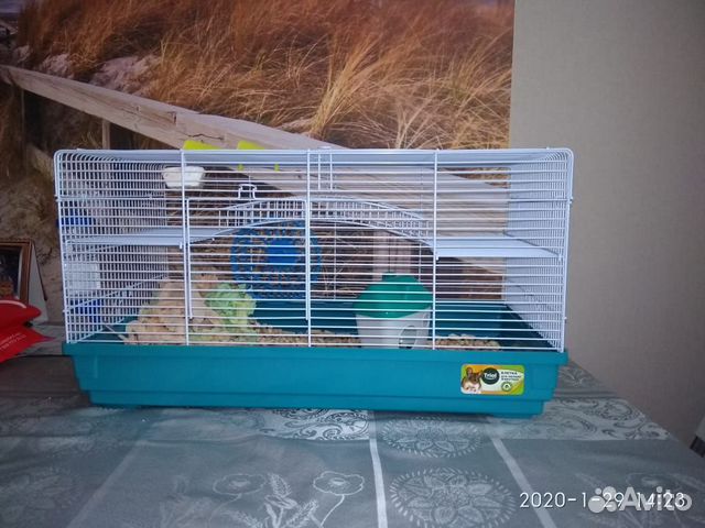 Сирийский хомяк + клетка