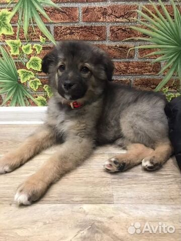 Щеночек в добрые руки