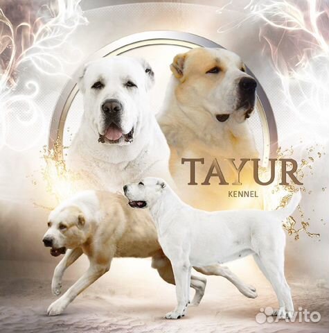 Среднеазиатская Овчарка