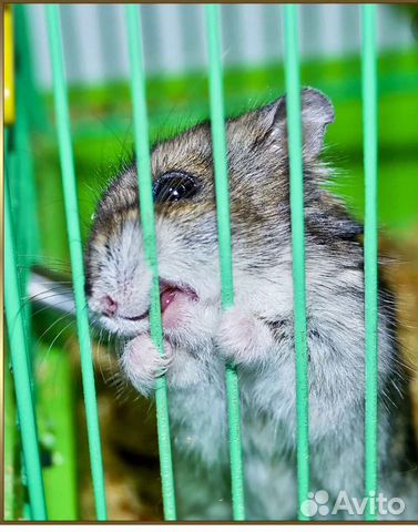 Отдам хомяка